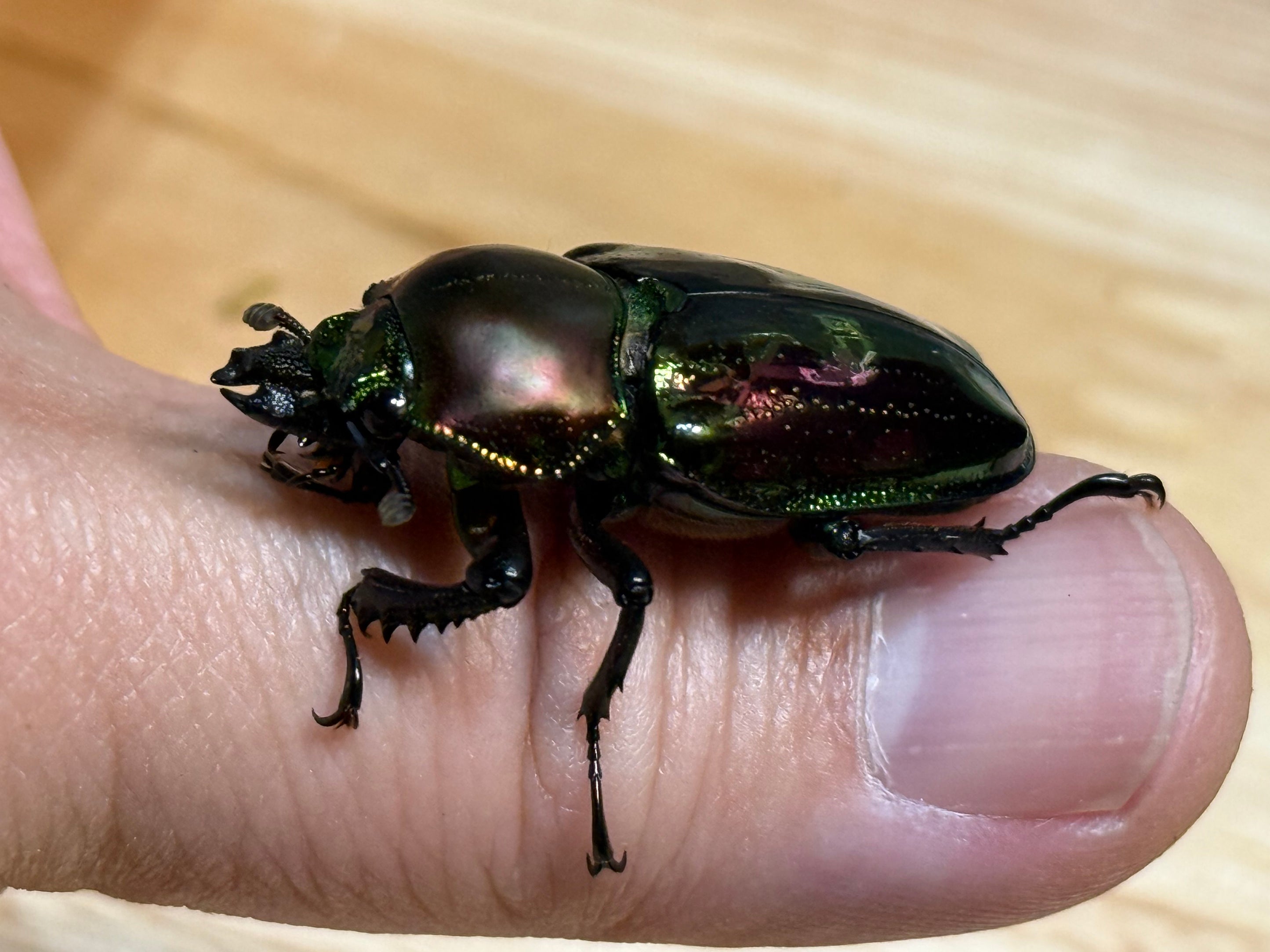 Rainbow Stag Beetle (Phalacrognathus muelleri) Standard Color (red/gre ...