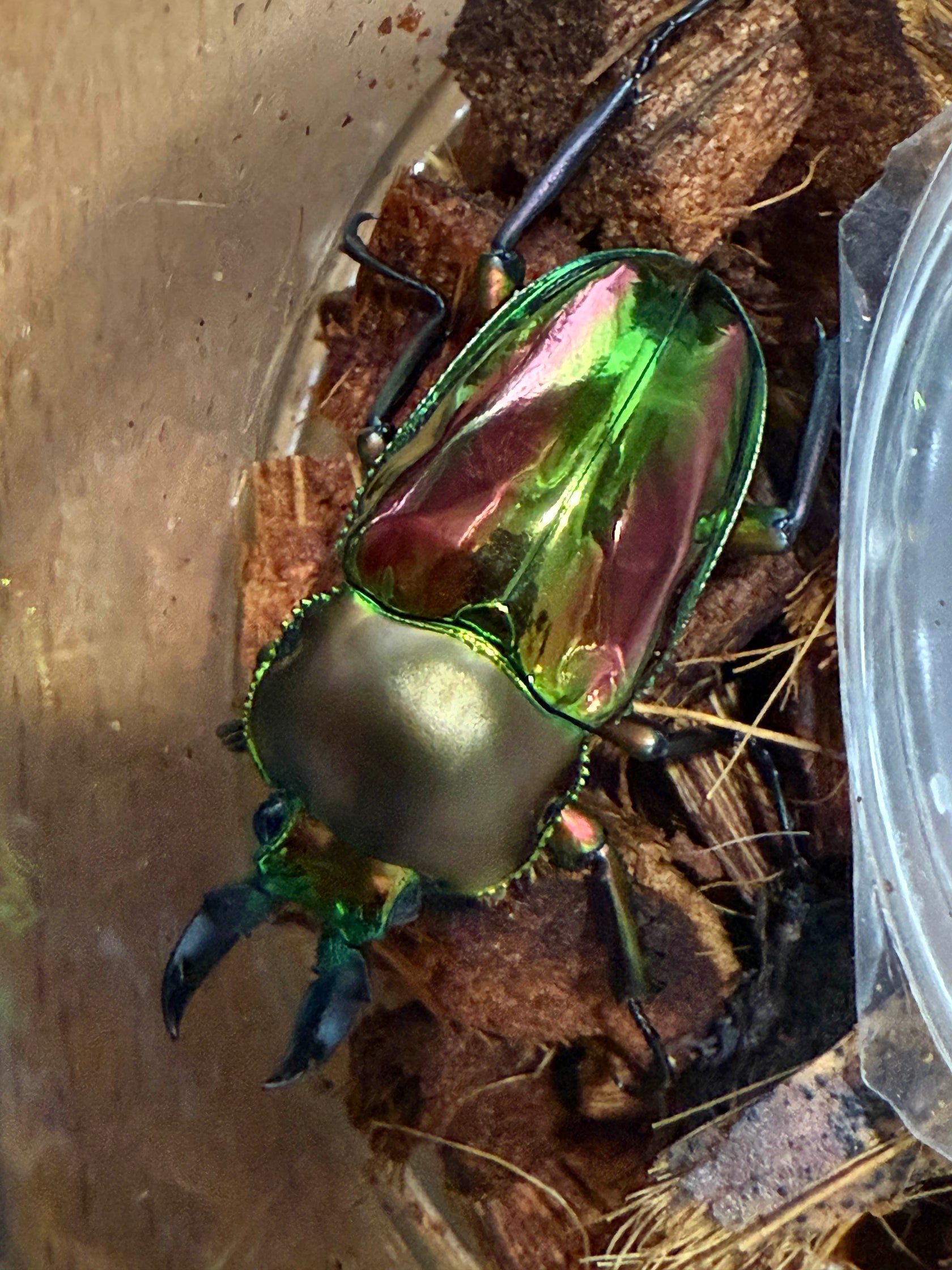 Rainbow Stag Beetle (Phalacrognathus muelleri) Standard Color (red/gre ...