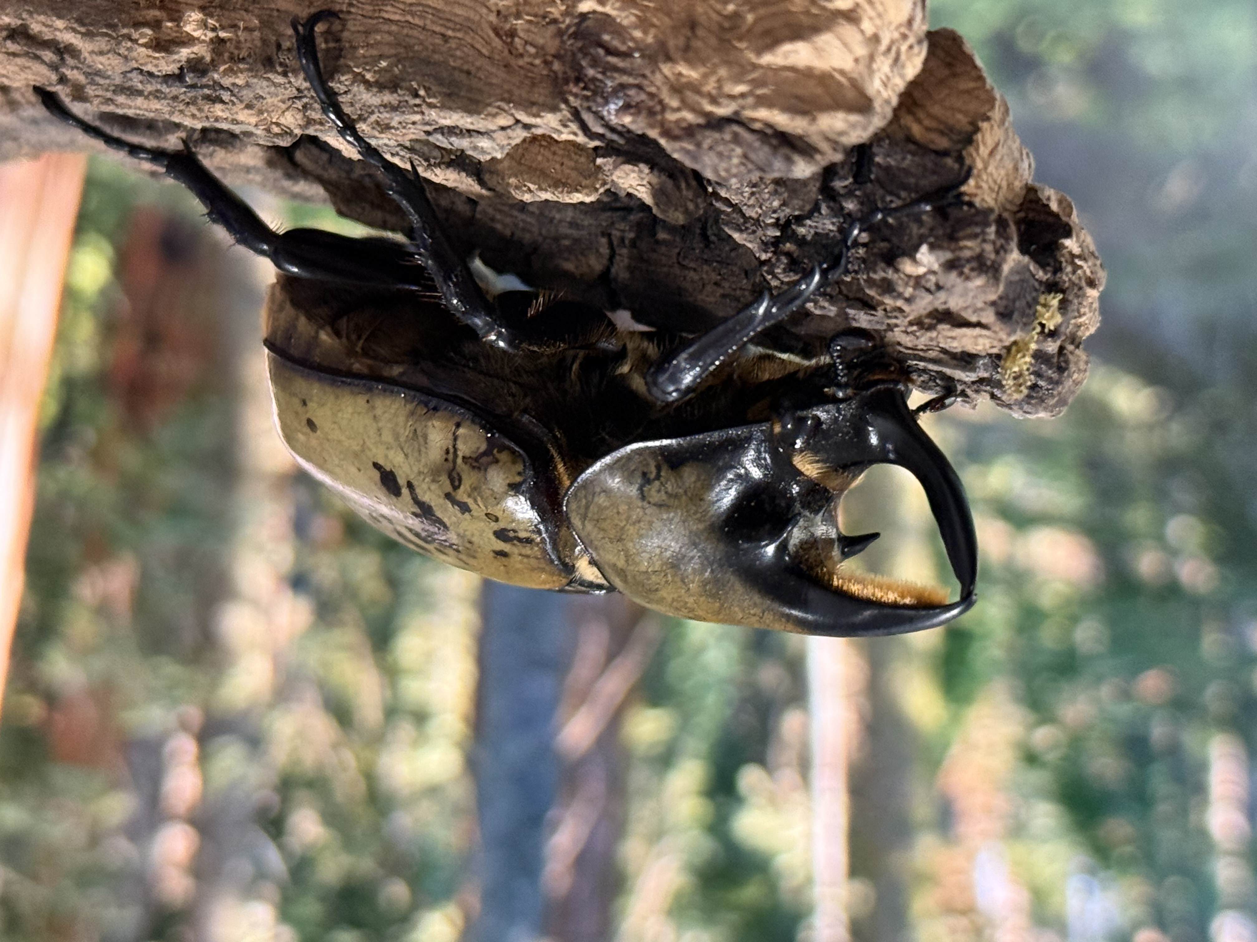 Eastern Hercules Beetle (Dynastes tityus) – AKIbeetles